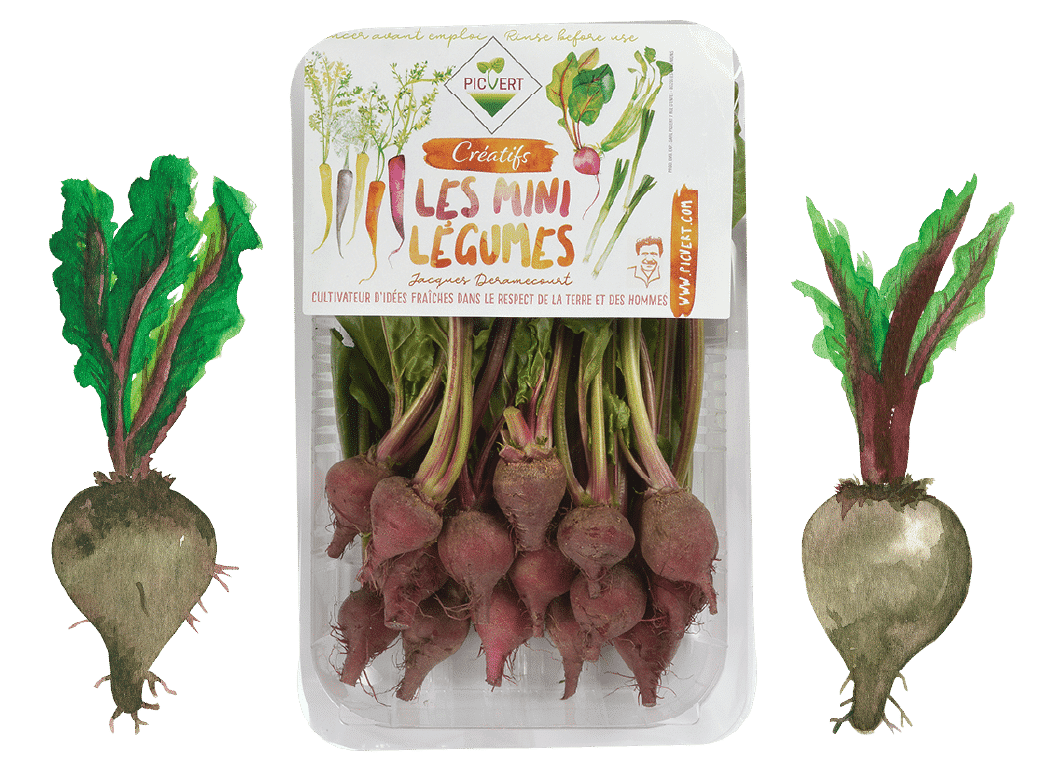 La betterave | Picvert